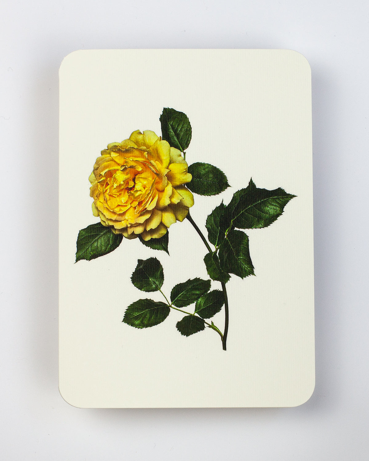 Canonbury Press Yellow Rose Greeting Card | Birthday or Celebration